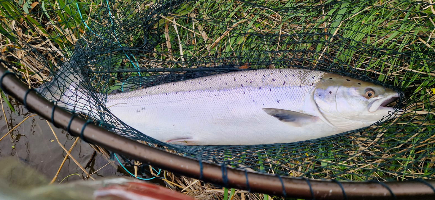 -: Fin and Feather :- 1