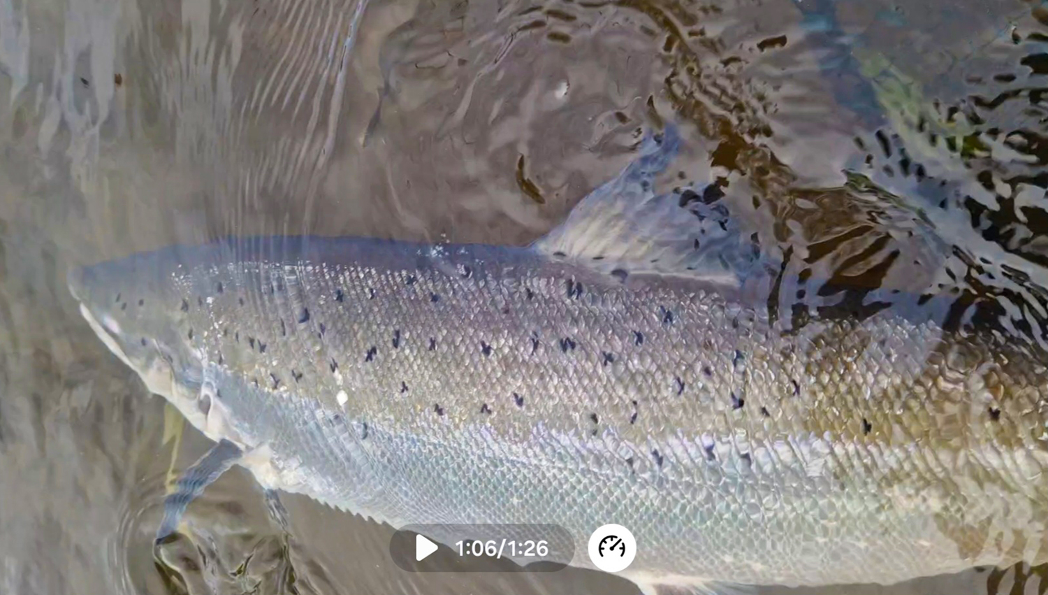 -: Fin and Feather :- 1