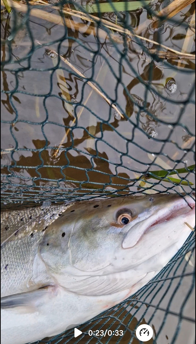 -: Fin and Feather :- 1